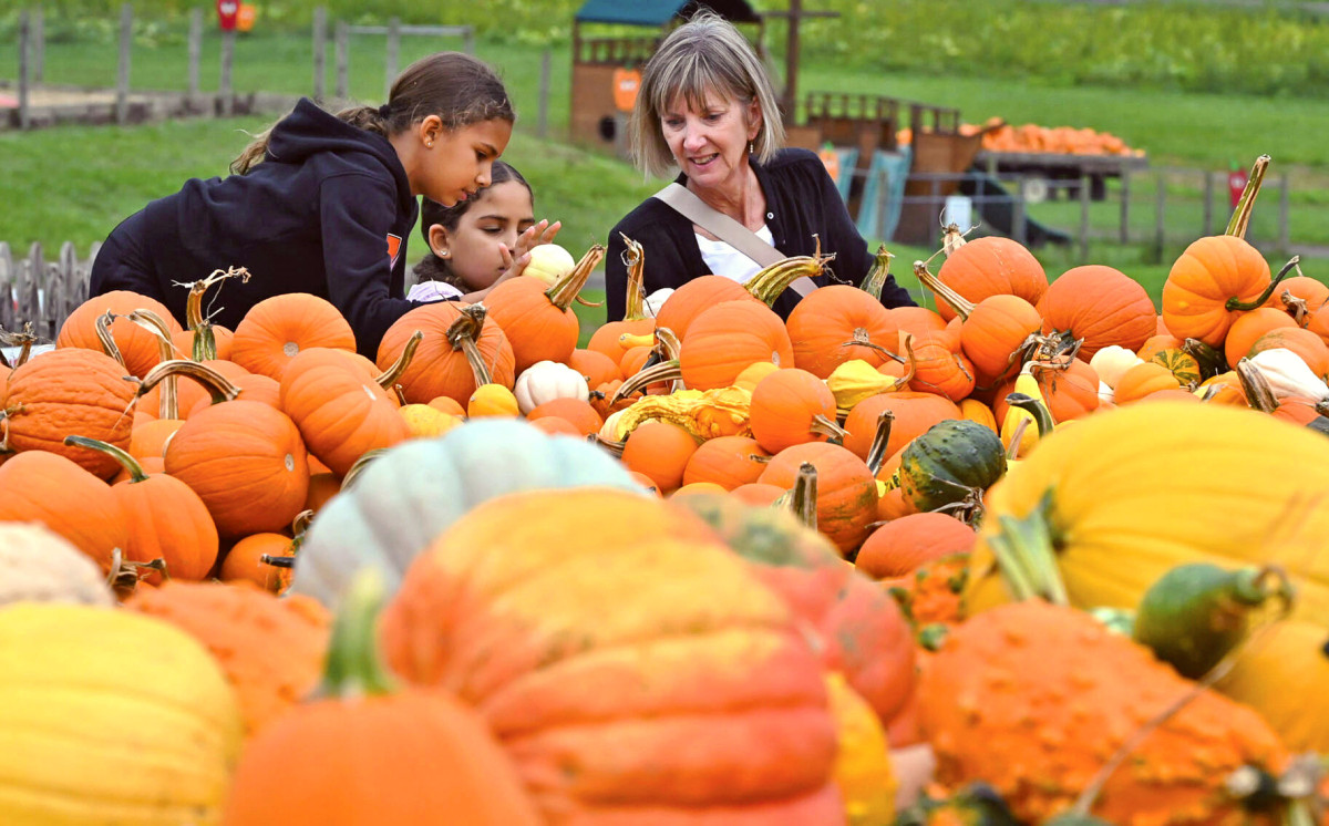 The 5 Best Pumpkin Patches Around Frederick | Frederick Hometown Guru
